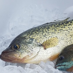 How to Make Any Fish Taste Better | Northland Fishing Tackle