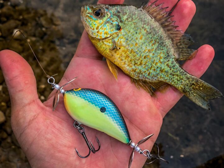 Pro Sunny B Twin Spin Masterclass | Northland Fishing Tackle