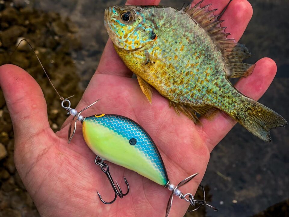 Pro Sunny B Twin Spin Masterclass | Northland Fishing Tackle