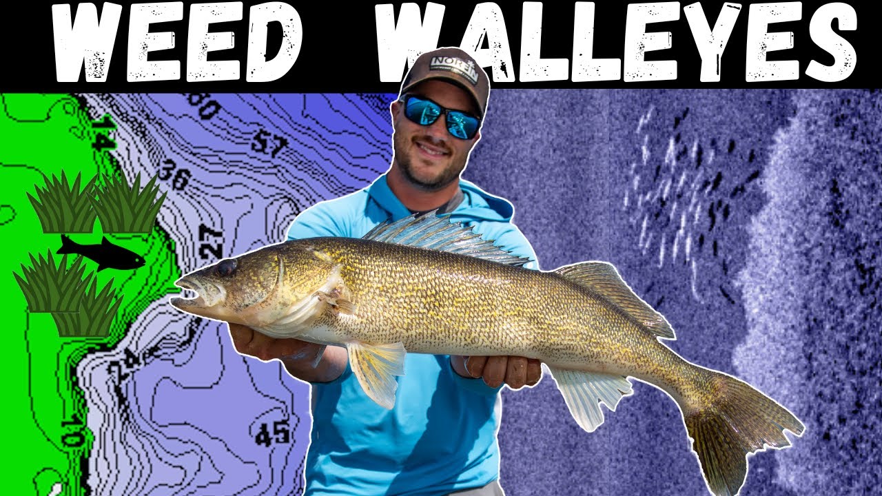 Catching More Weed Walleyes | Northland Fishing Tackle