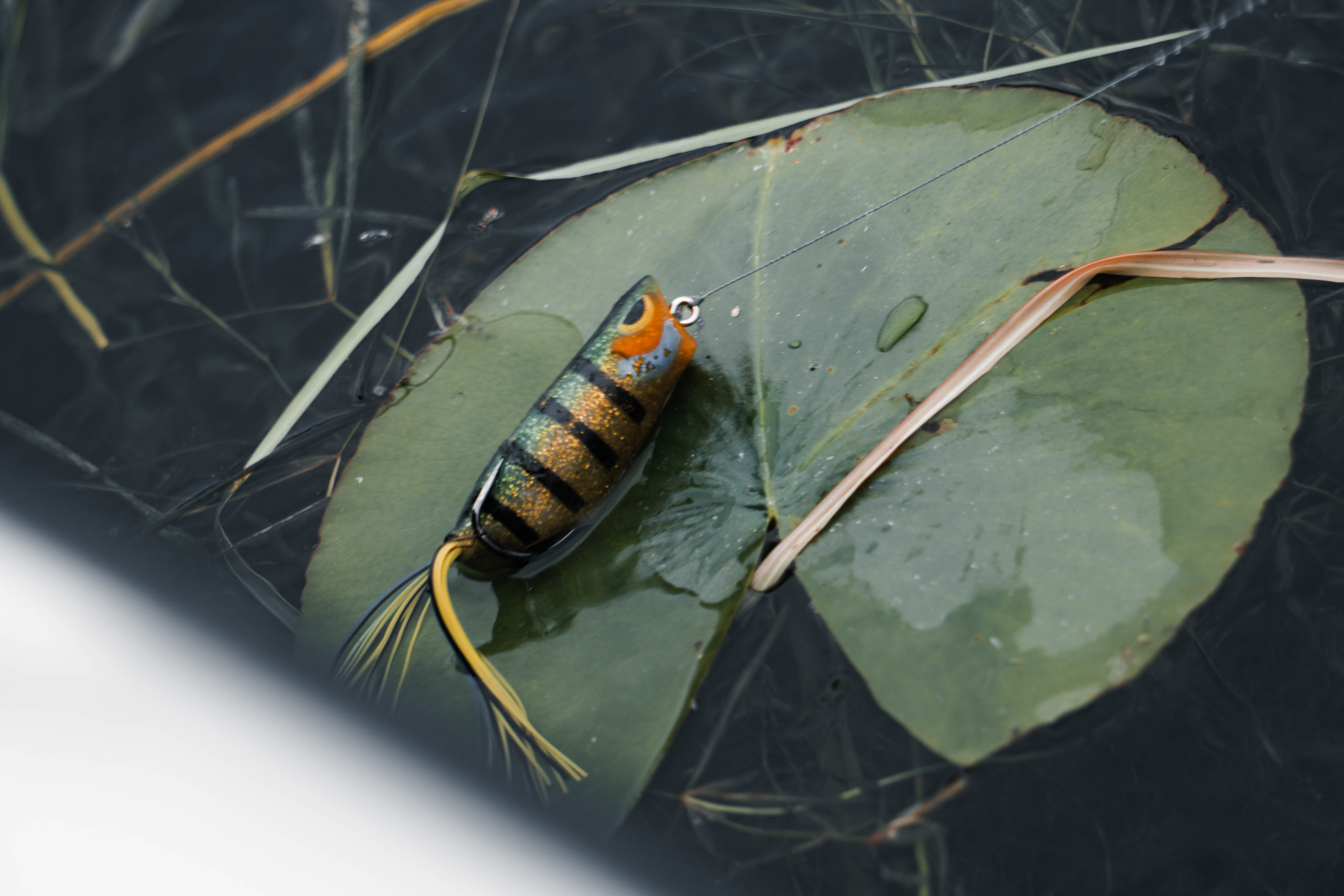 Topwater Frog Fishing Tips | Northland Fishing Tackle