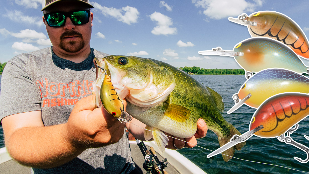 Elite Crankbaits - Sunny B Breakdown | Northland Fishing Tackle