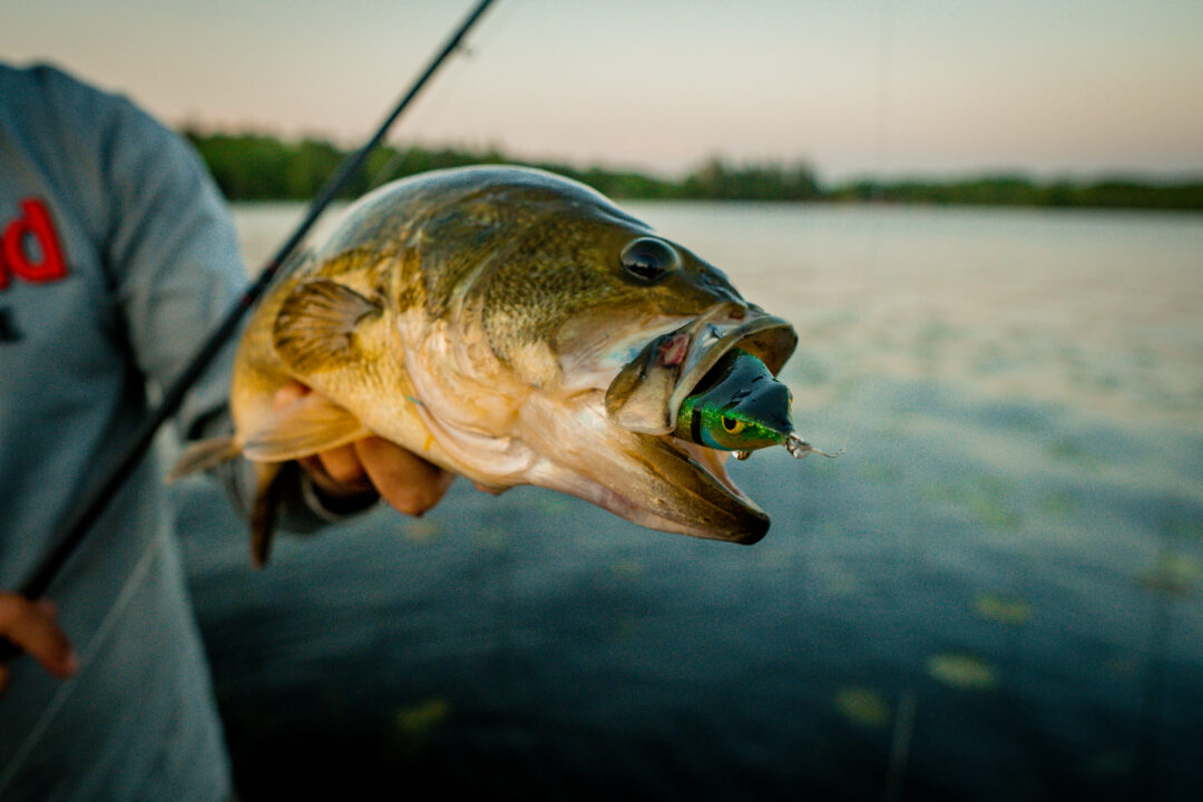 Topwater Frog Fishing Tips | Northland Fishing Tackle