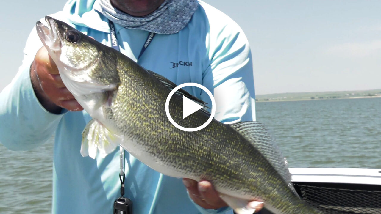 Nightcrawler Inches Out Live Bait | Northland Fishing Tackle