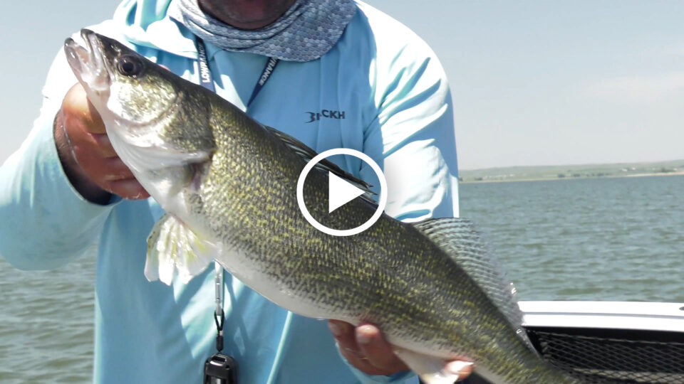 Nightcrawler Inches Out Live Bait | Northland Fishing Tackle