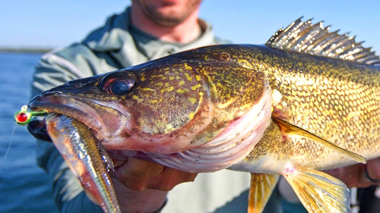 Choosing Jigs for Walleye | Northland Fishing Tackle