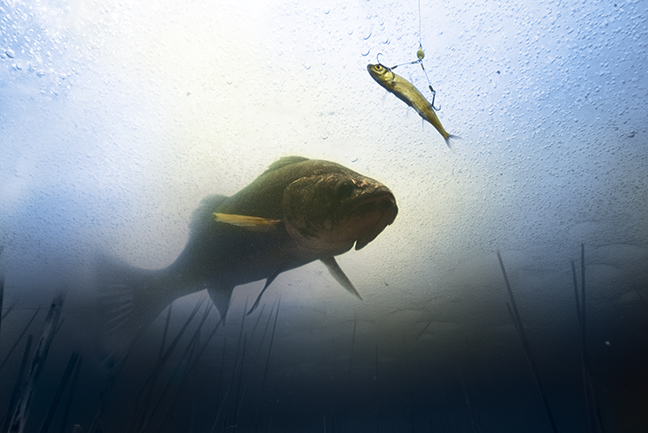 Set ‘Em and Forget ‘Em - Northland Tackle's Predator Rigs