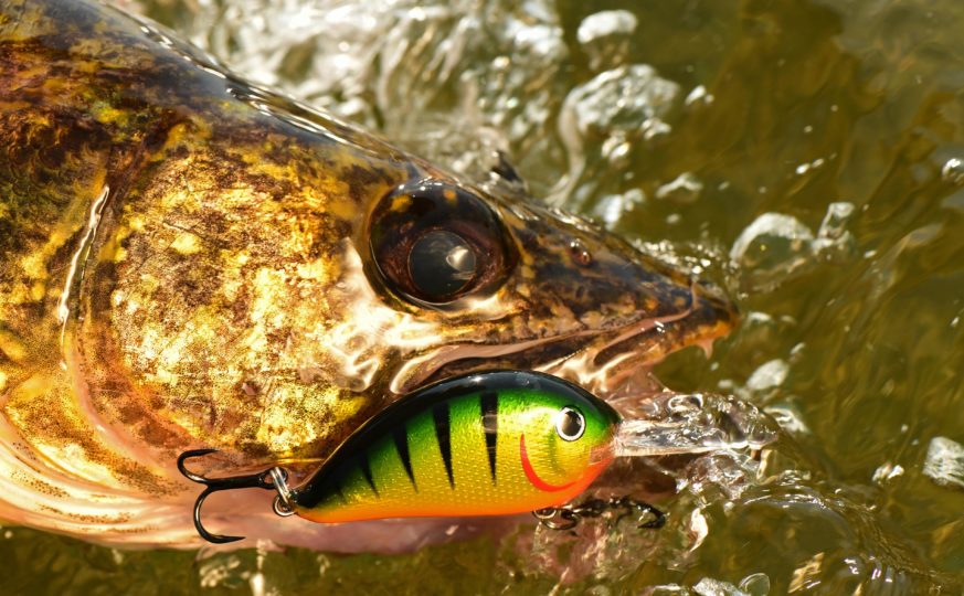 Bite Size Walleye Crankbait | Northland Fishing Tackle